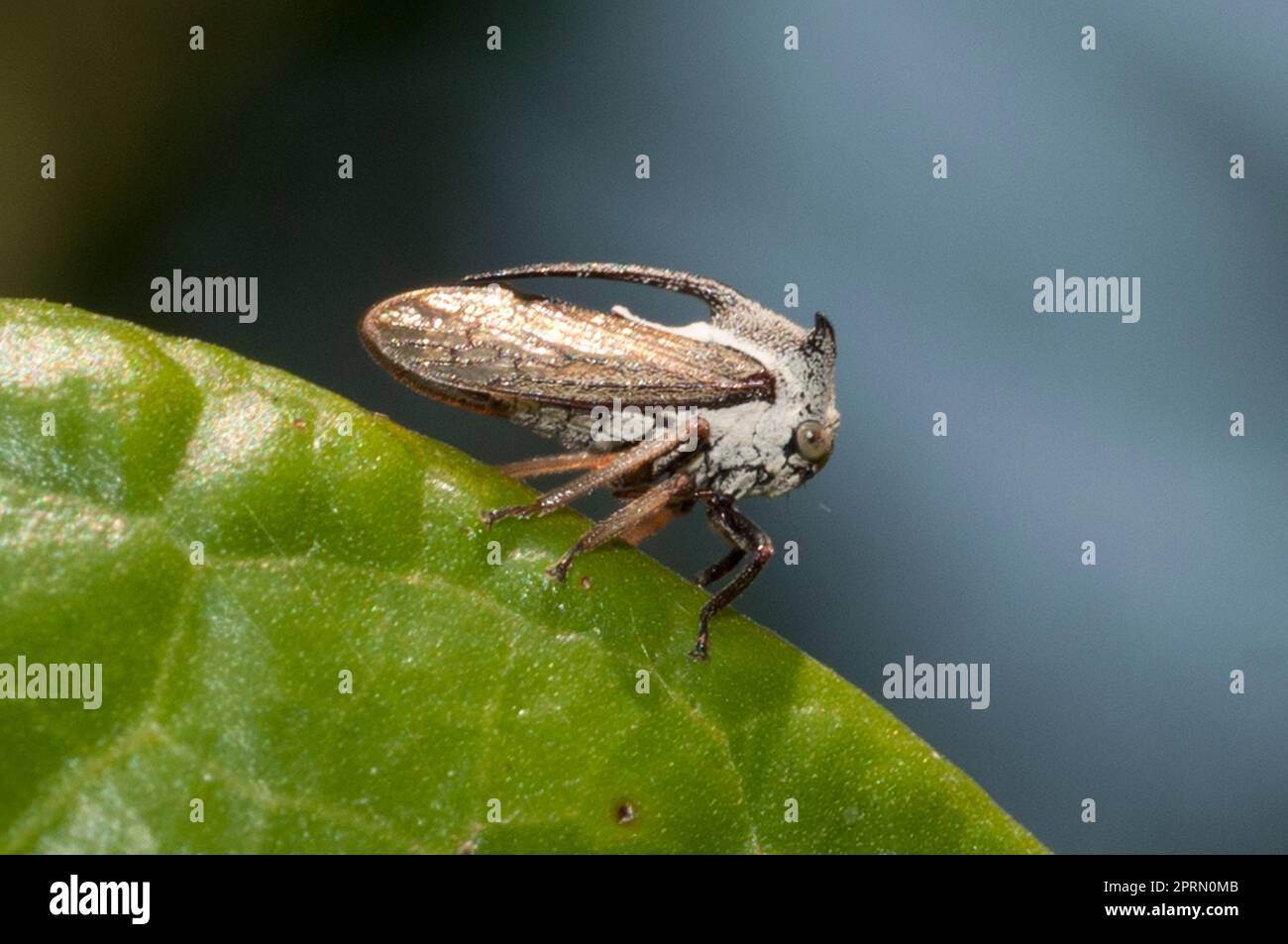 Horned Treehopper, Alosextius carinatus, on leaf, the horn mimicking a ...