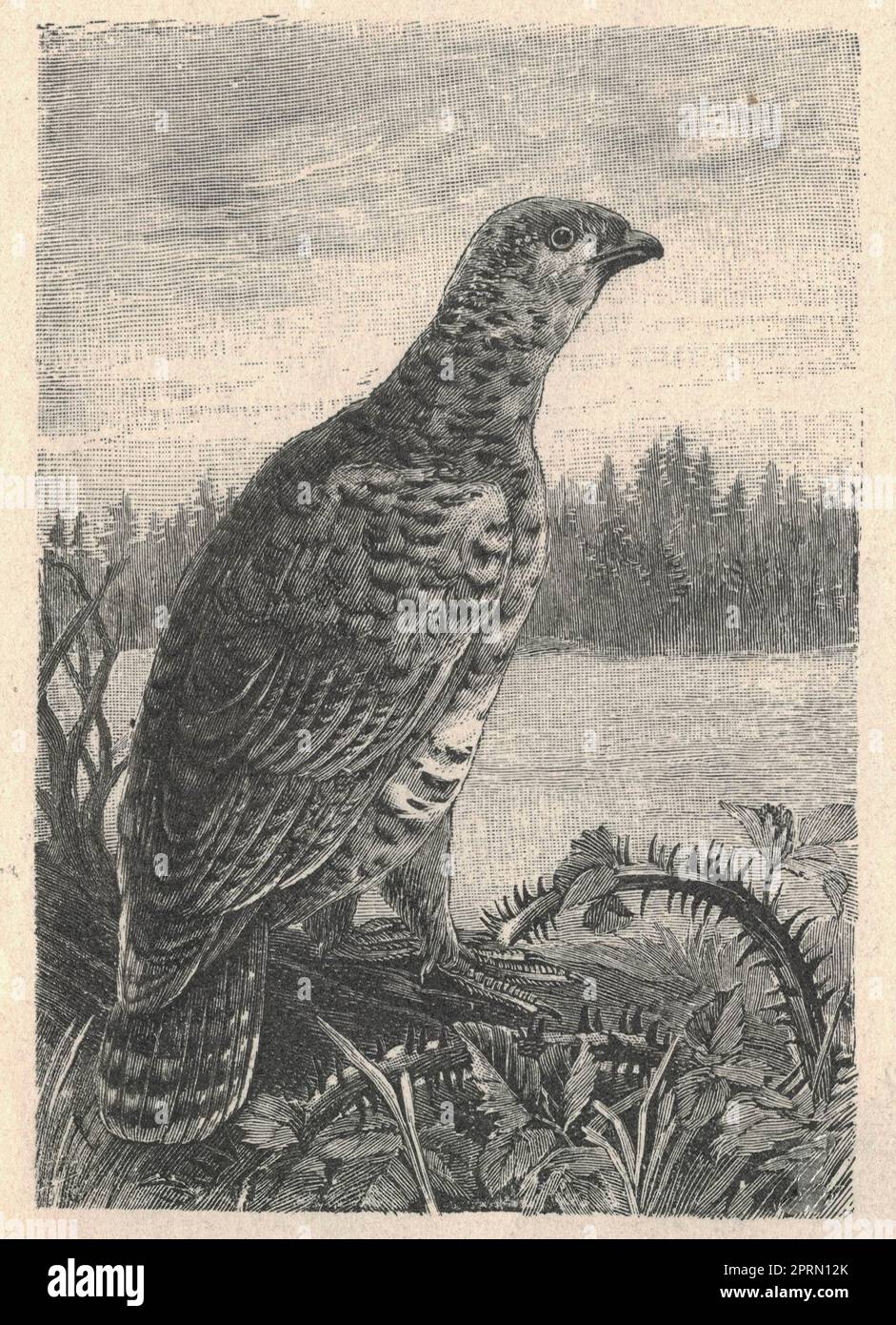Antique engraved illustration of the female grouse. Vintage ...