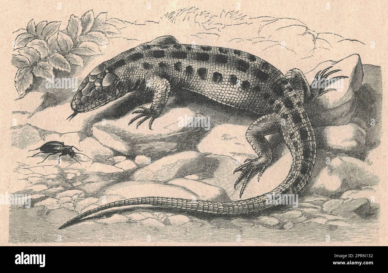 Antique engraved illustration of the sand lizard. Vintage illustration ...