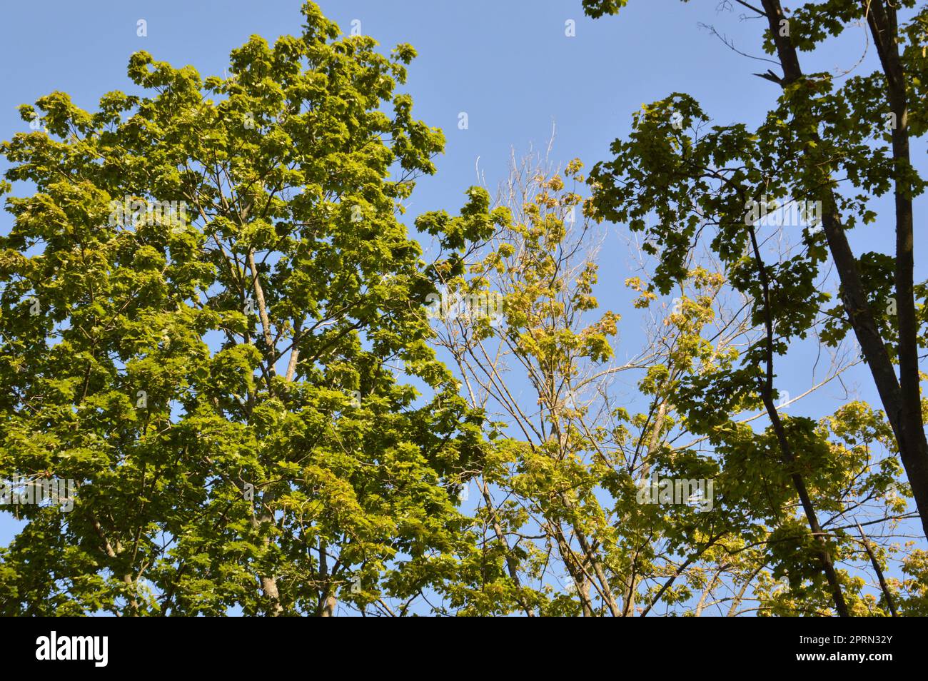 Summer green forest in a sunlight Stock Photo - Alamy