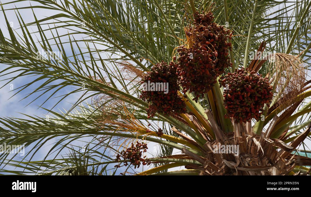 Phoenix dactylifera date or date palm tree Stock Photo - Alamy