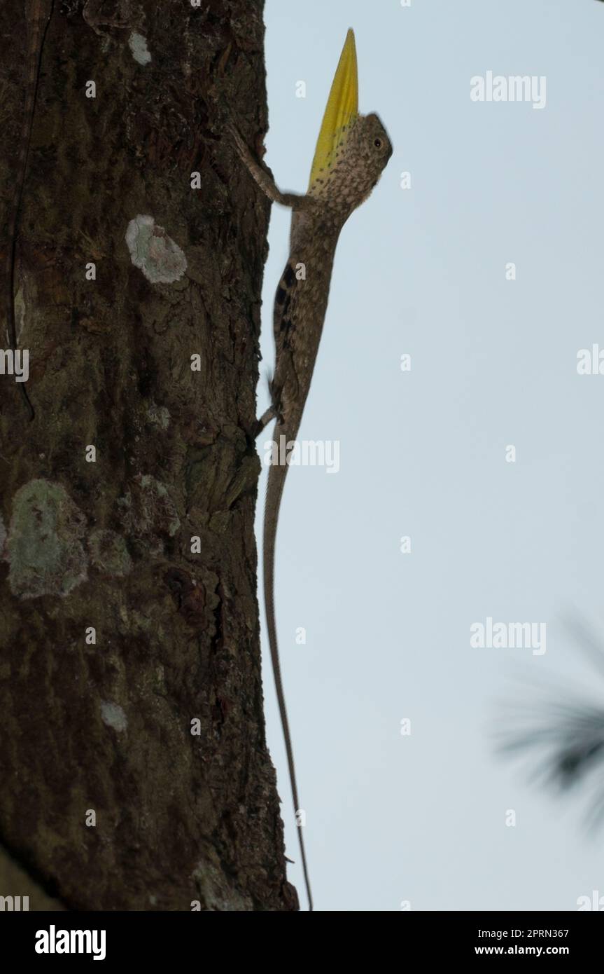 Draco volans hi-res stock photography and images - Alamy