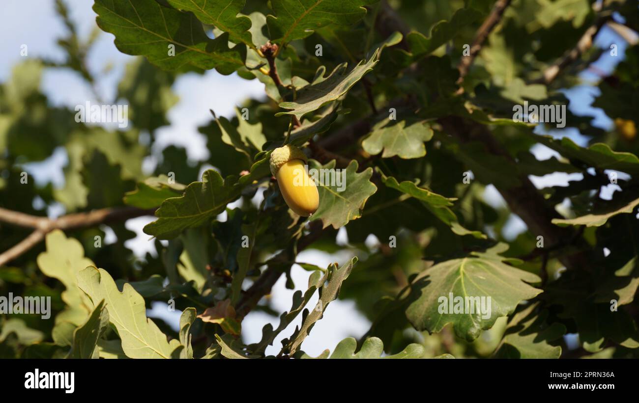 Oaknut on a tree hi-res stock photography and images - Alamy