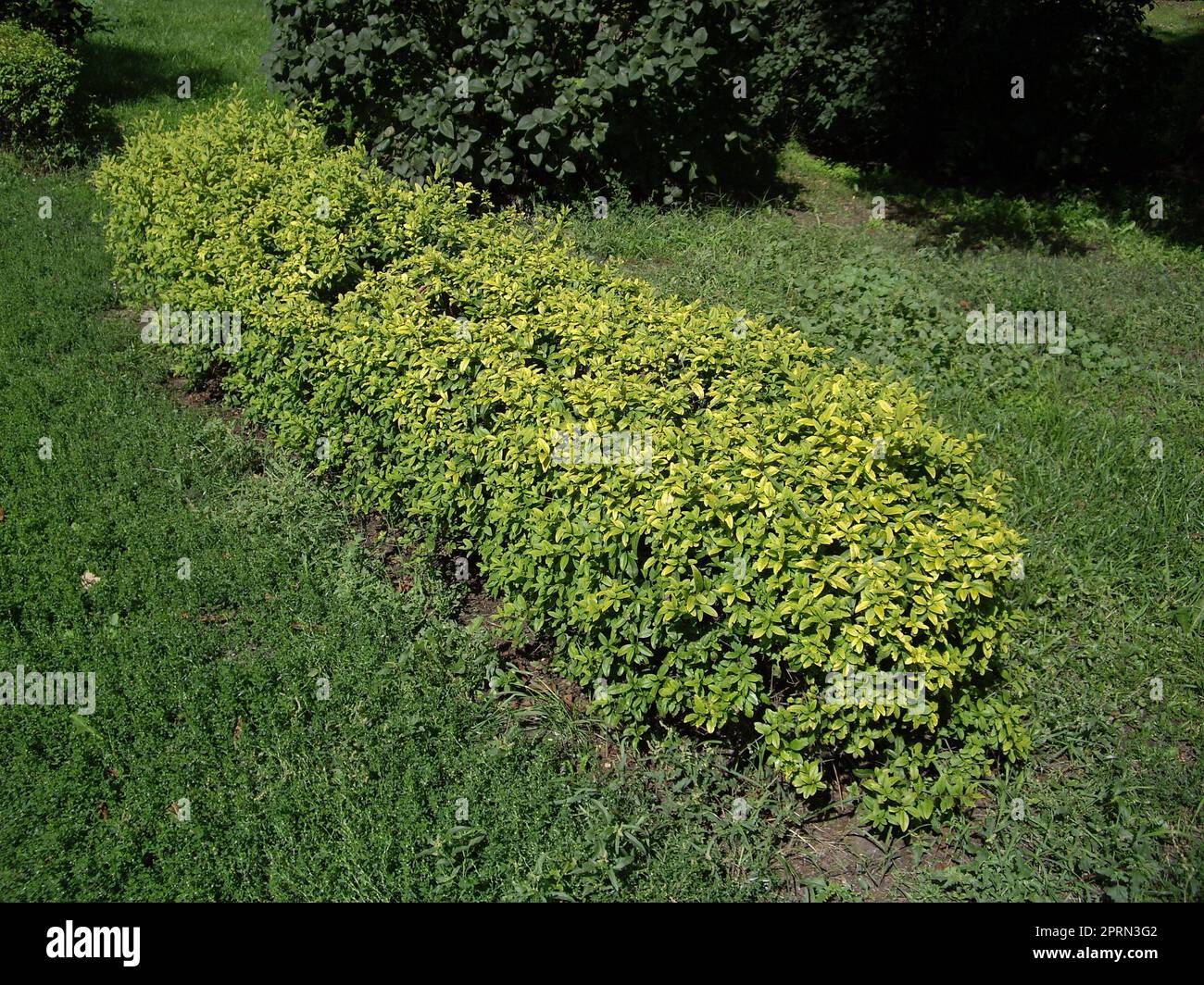 Green trimmed bush on a the street Stock Photo - Alamy