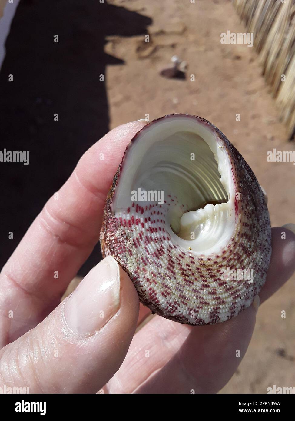 Egyptian seashells in the Red Sea close-up Stock Photo - Alamy