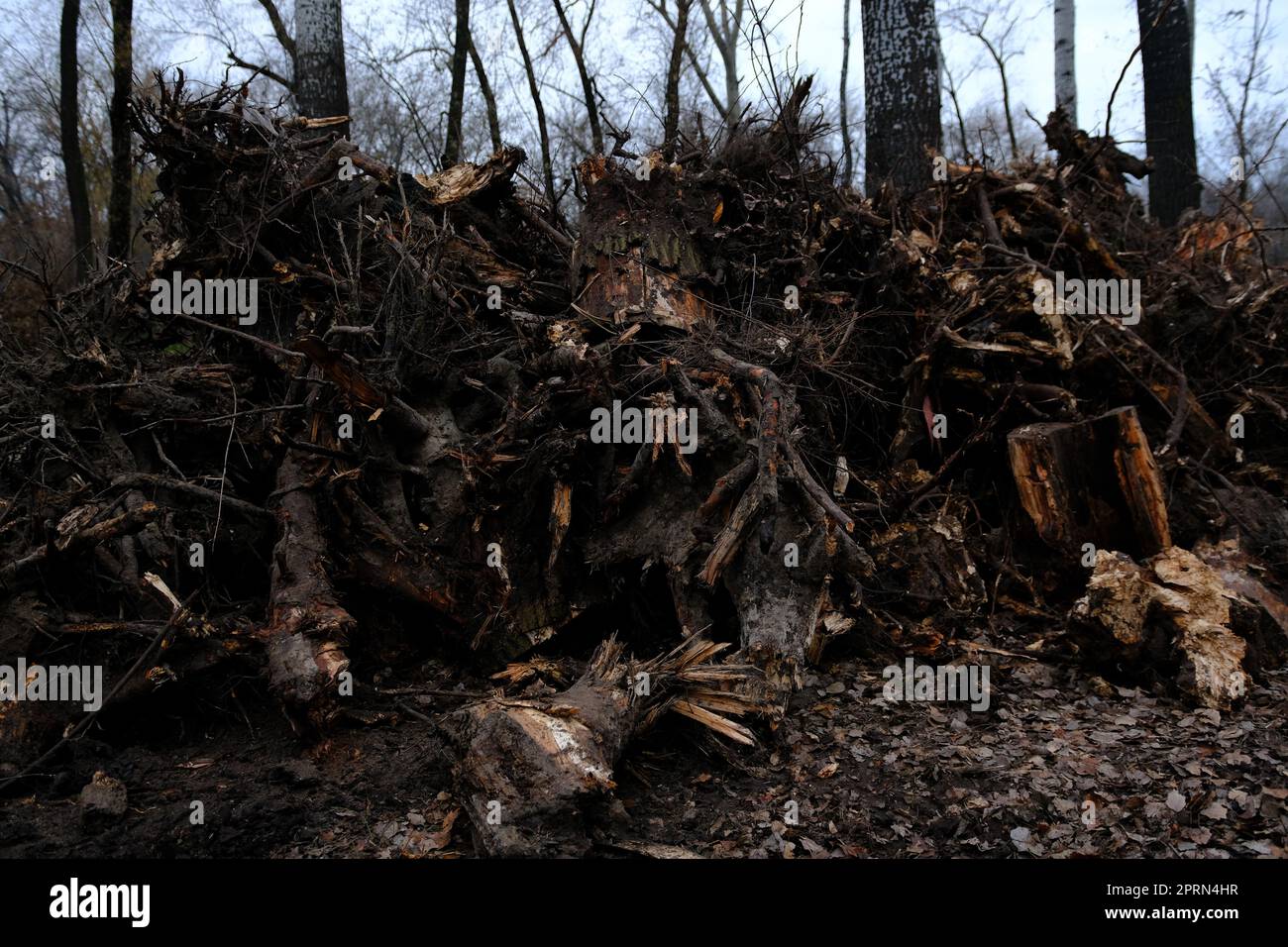 Uprooted stumps hi-res stock photography and images - Alamy