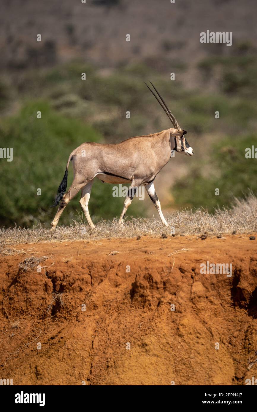 Gemsbok walks up earth bank in sunshine Stock Photo - Alamy
