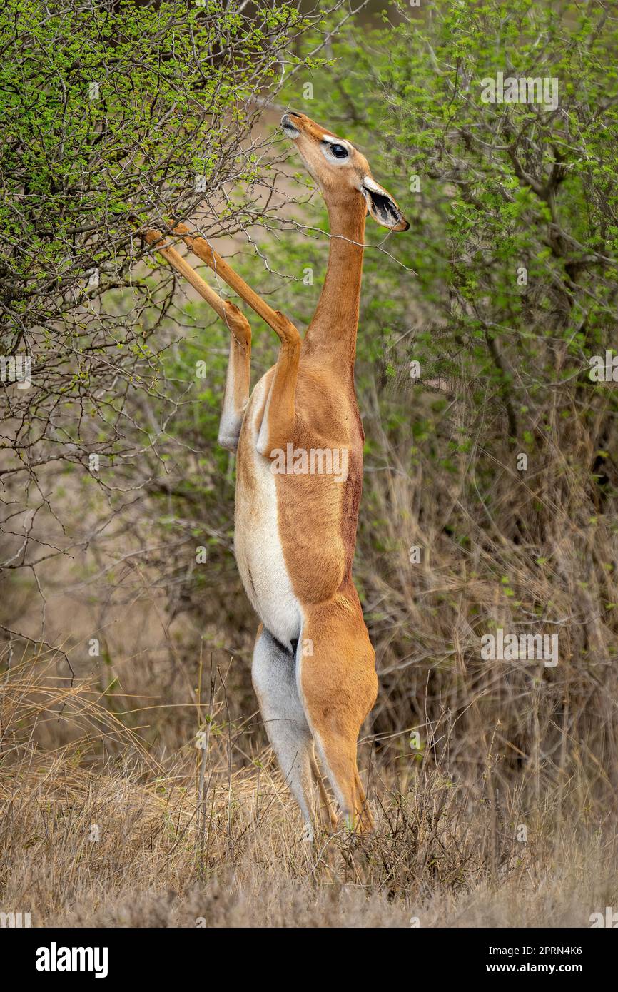 Gerenuk eating from bush on hind legs Stock Photo - Alamy
