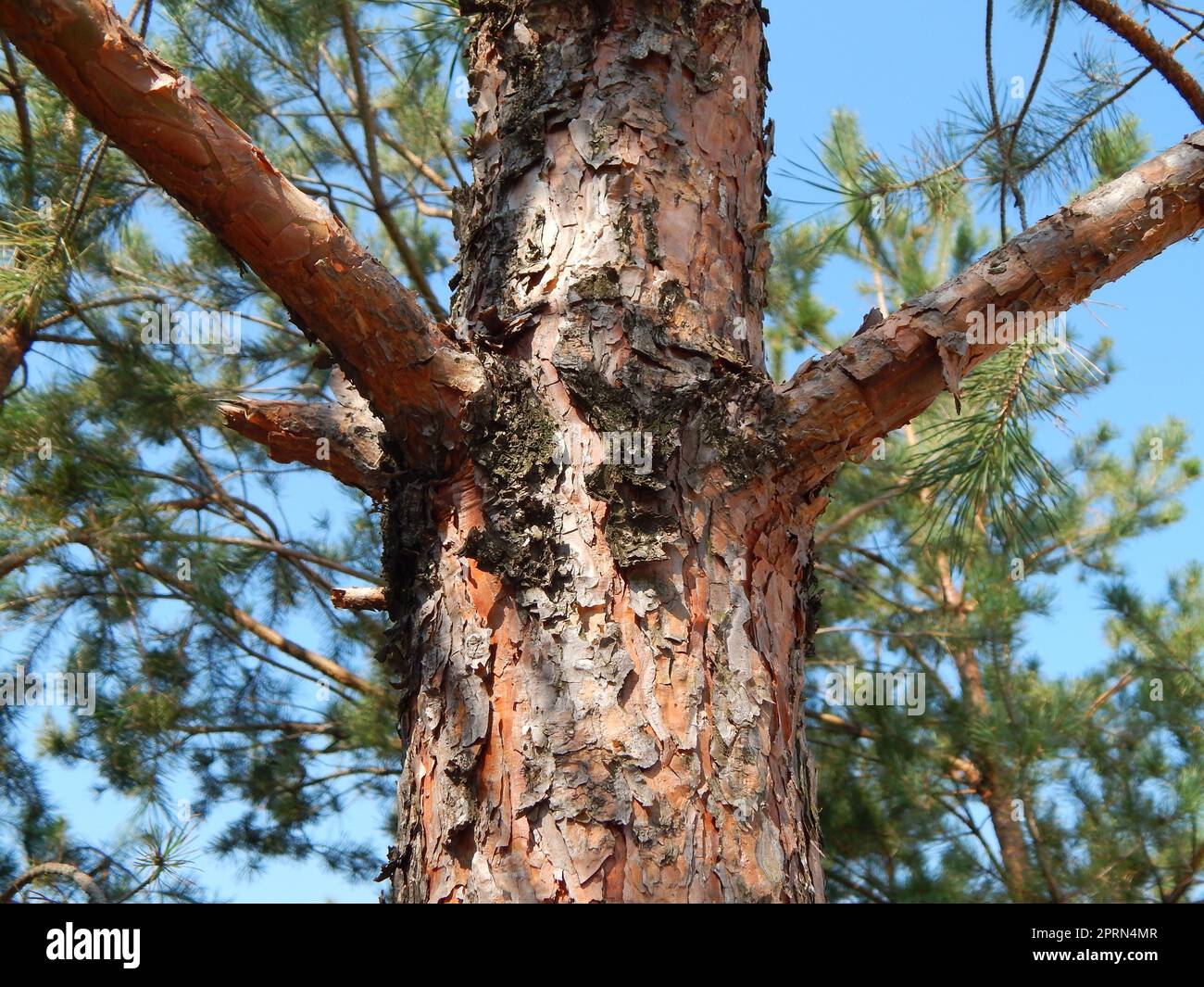 Forest landscape trees wallpaper the tree Stock Photo - Alamy