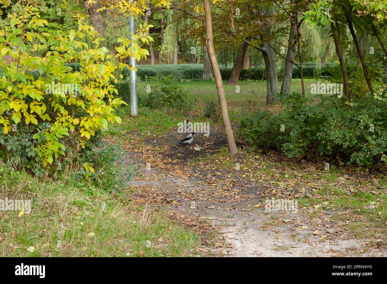 Crows forest path autumn hi-res stock photography and images - Alamy