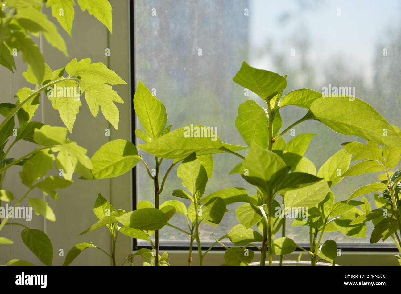 Young sprouts of vegetable the seedlings Stock Photo - Alamy