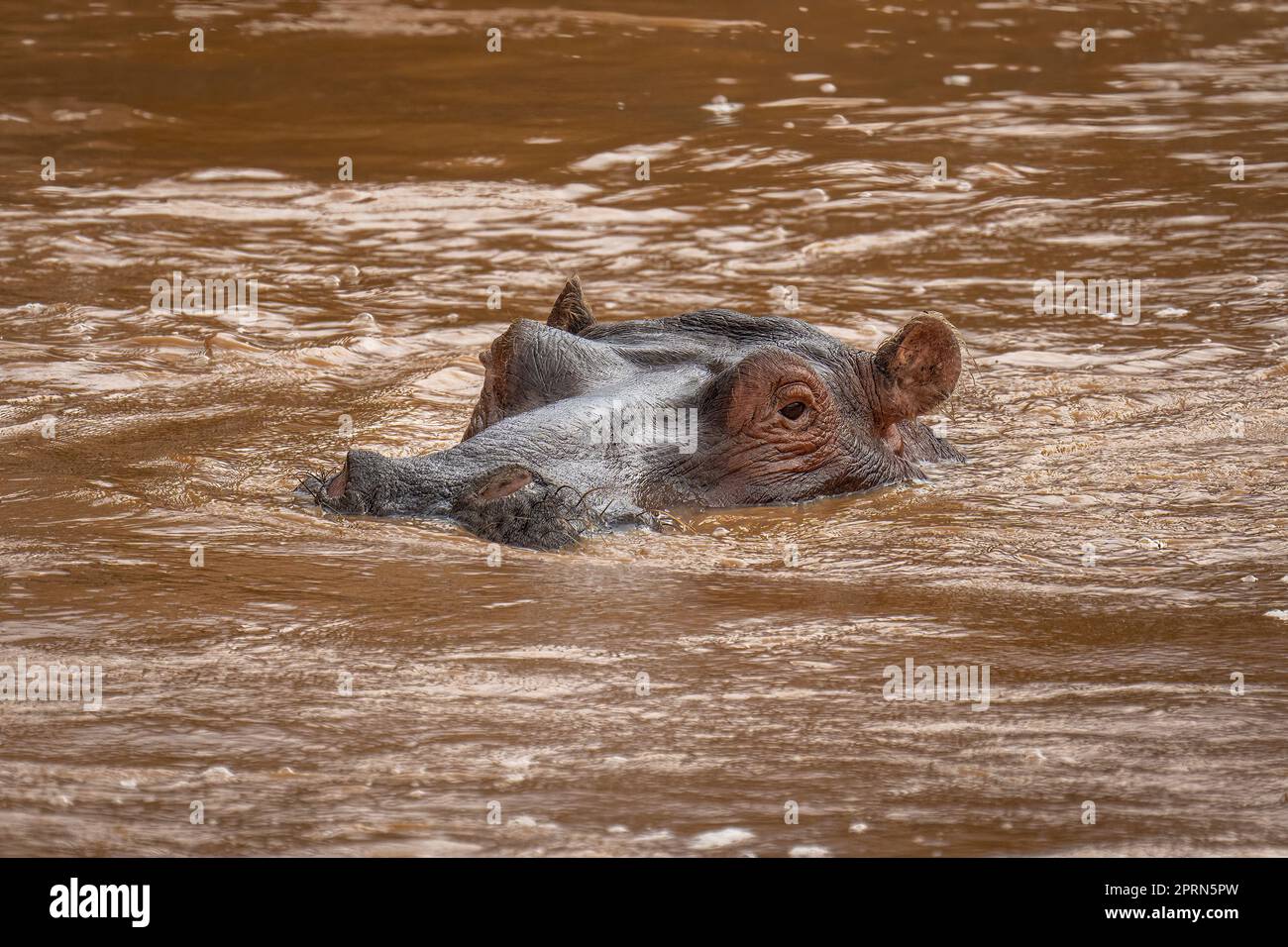 Hippo stands watching camera from muddy river Stock Photo - Alamy