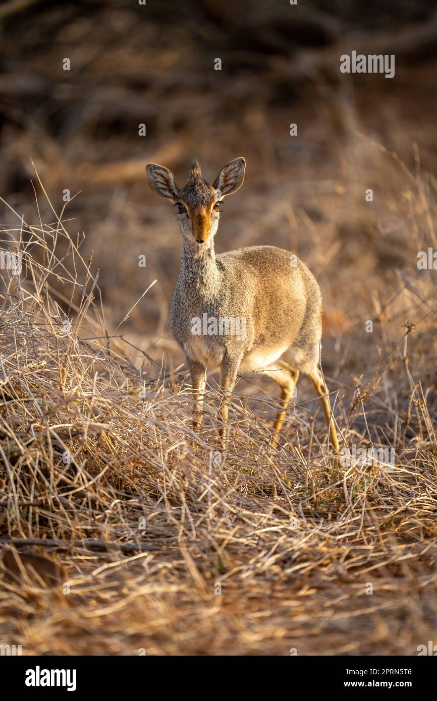 Kirk dik-dik stands by tangled grass pile Stock Photo - Alamy