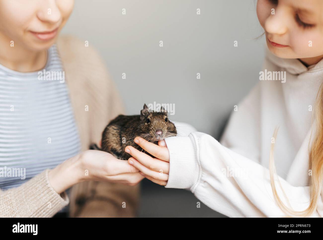 Young girl playing with cute chilean degu squirrel. Cute pet sitting on ...