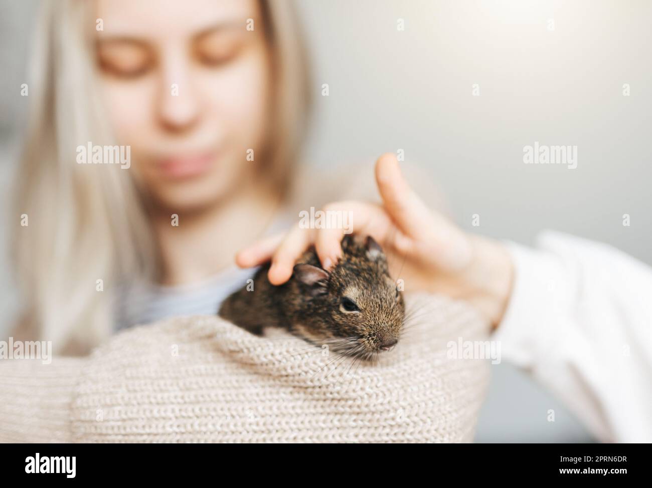 Young girl playing with cute chilean degu squirrel. Cute pet sitting on ...