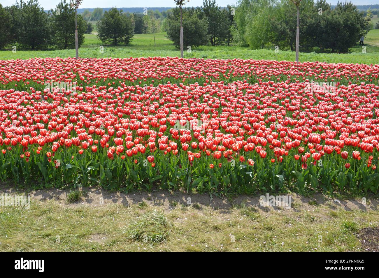 Landscaping in the tulip arboretum Stock Photo - Alamy