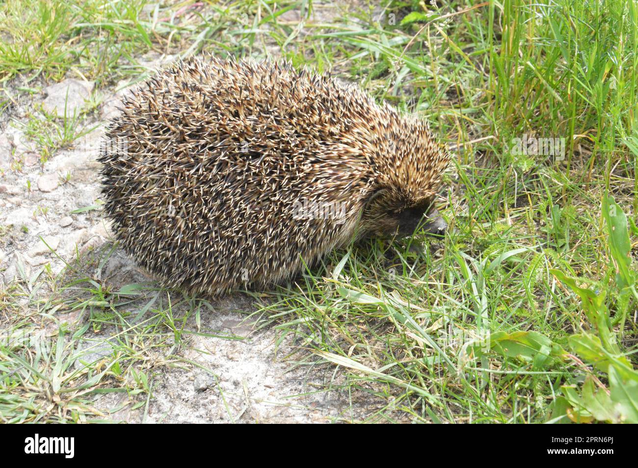 Hedgehog movement hi-res stock photography and images - Alamy