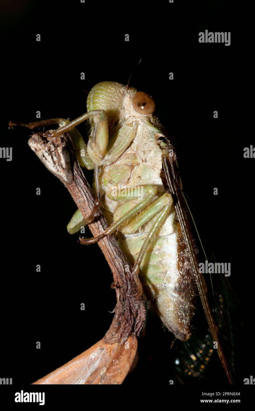 Cicada, Cicadidae Family, on leaf, Klungkung, Bali, Indonesia Stock ...