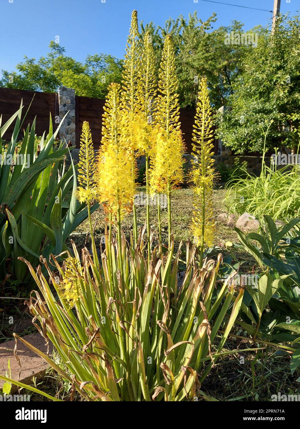 Eremurus blooms yellow in the flower garden in summer Stock Photo - Alamy