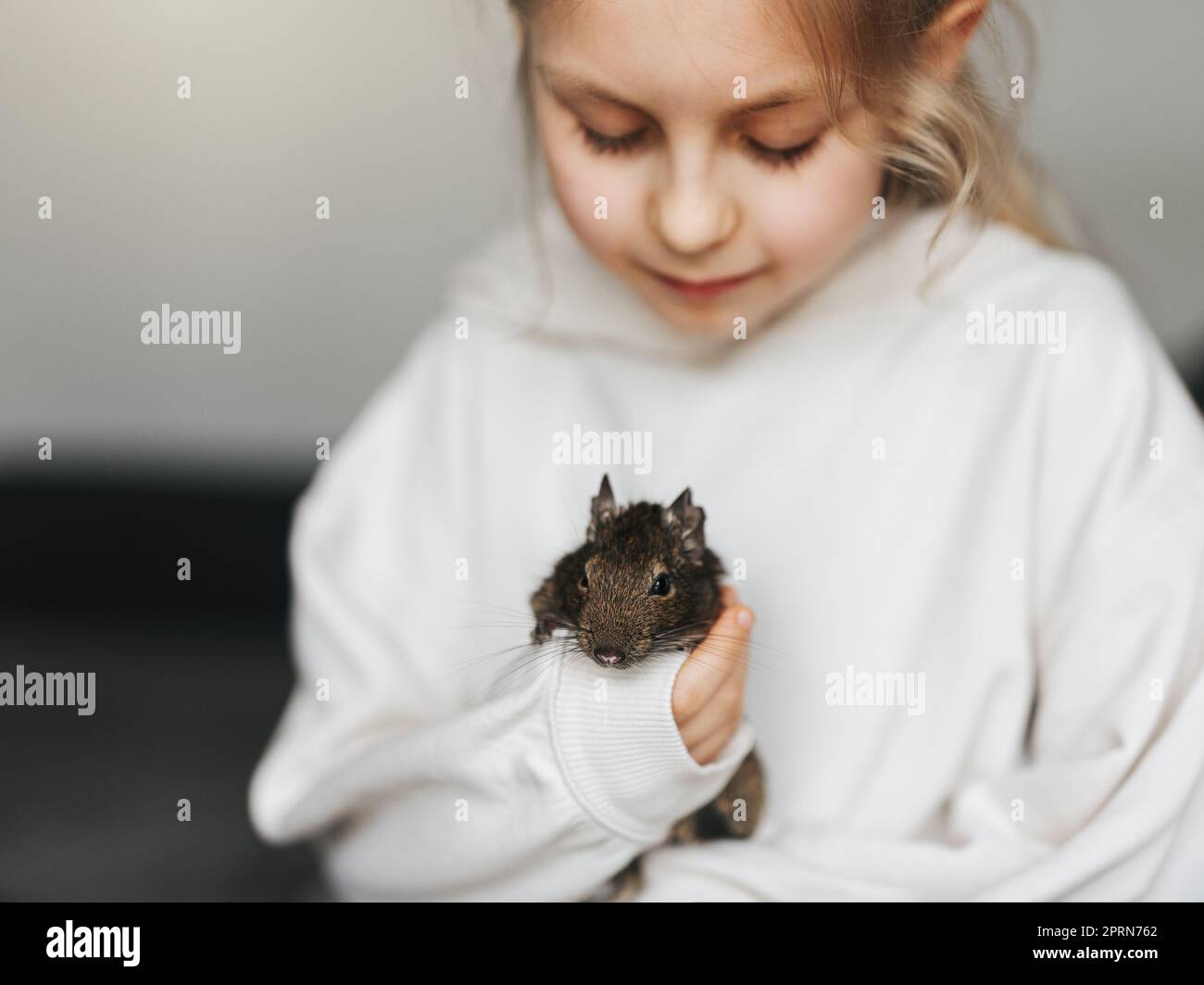 Little girl playing with cute chilean degu squirrel. Cute pet sitting ...