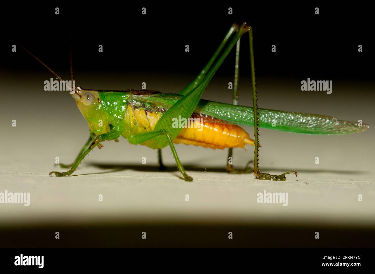 Tropical grasshopper pattern hi-res stock photography and images - Alamy