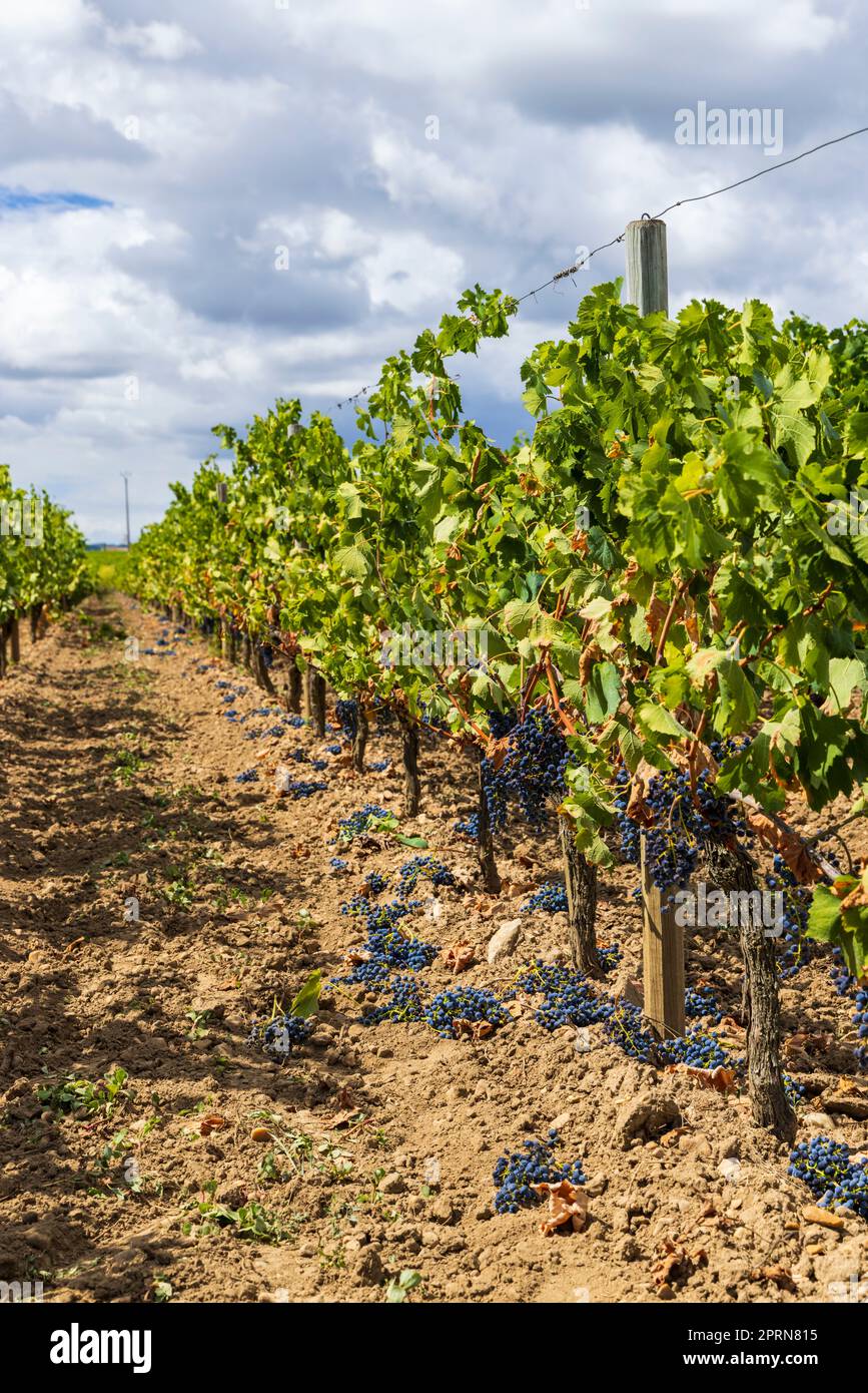 Reduction of ripening grapes to produce highest quality wines in ...