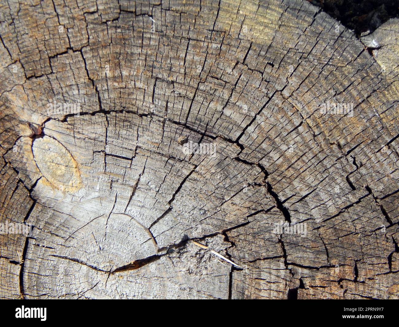 Stump wood texture Stock Photo - Alamy