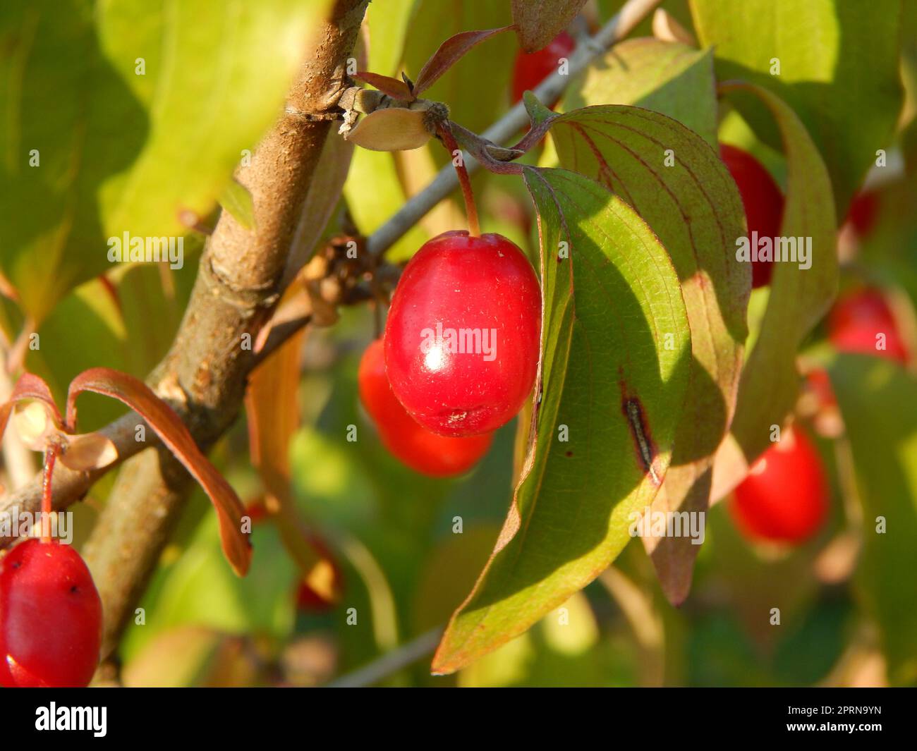 The food in the garden of fruits and vegetables Stock Photo - Alamy