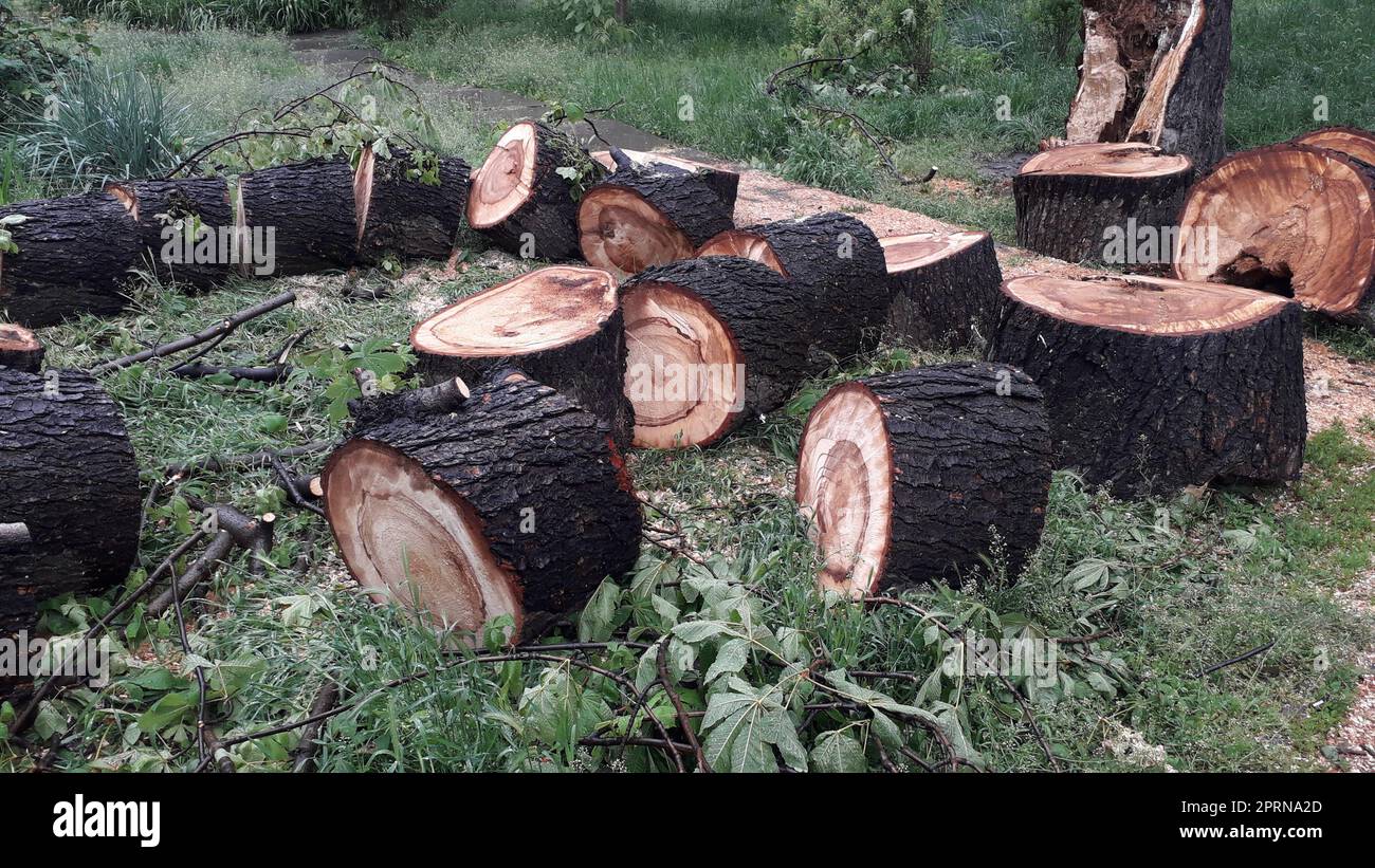 A large trunk of a fallen tree is cut into the stumps Stock Photo - Alamy
