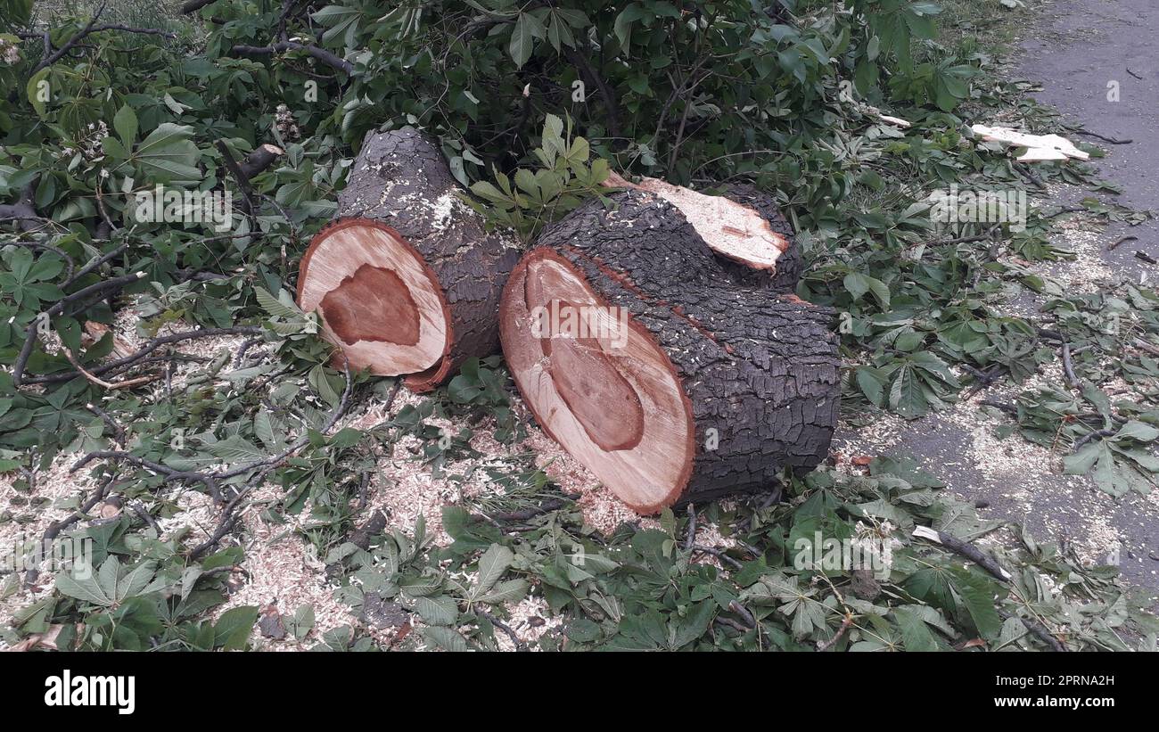 A large trunk of a fallen tree is cut into the stumps Stock Photo - Alamy