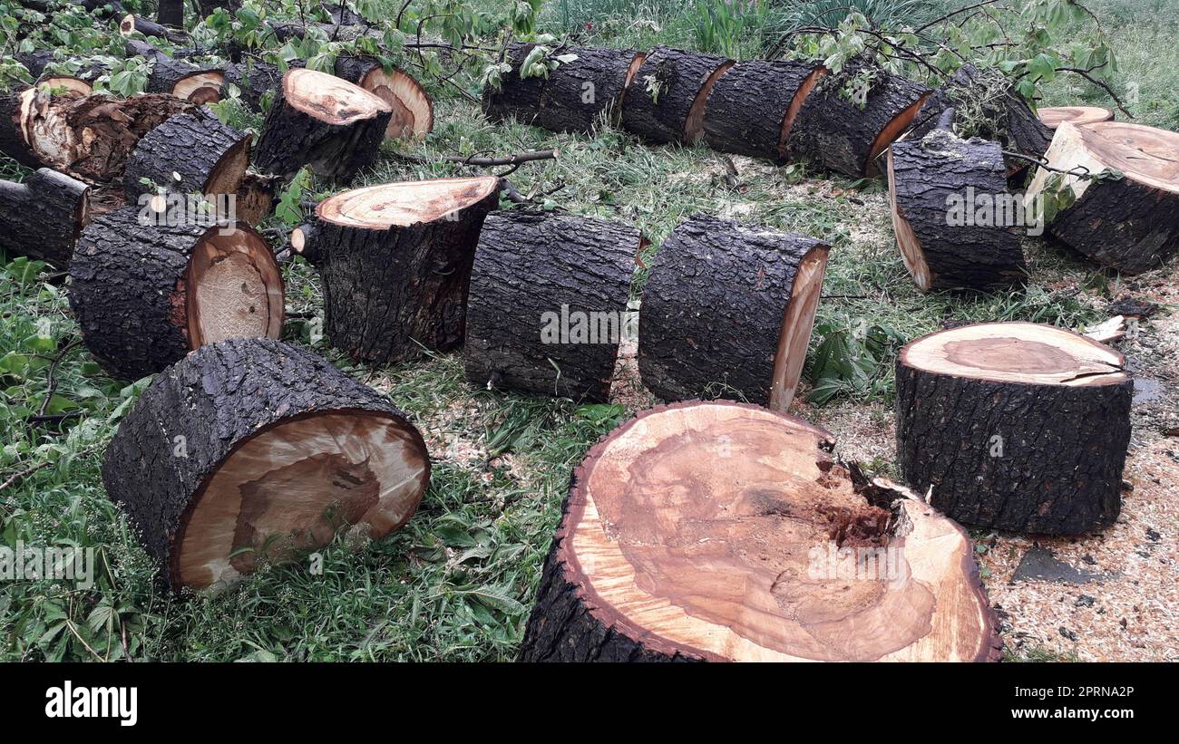 A large trunk of a fallen tree is cut into the stumps Stock Photo - Alamy