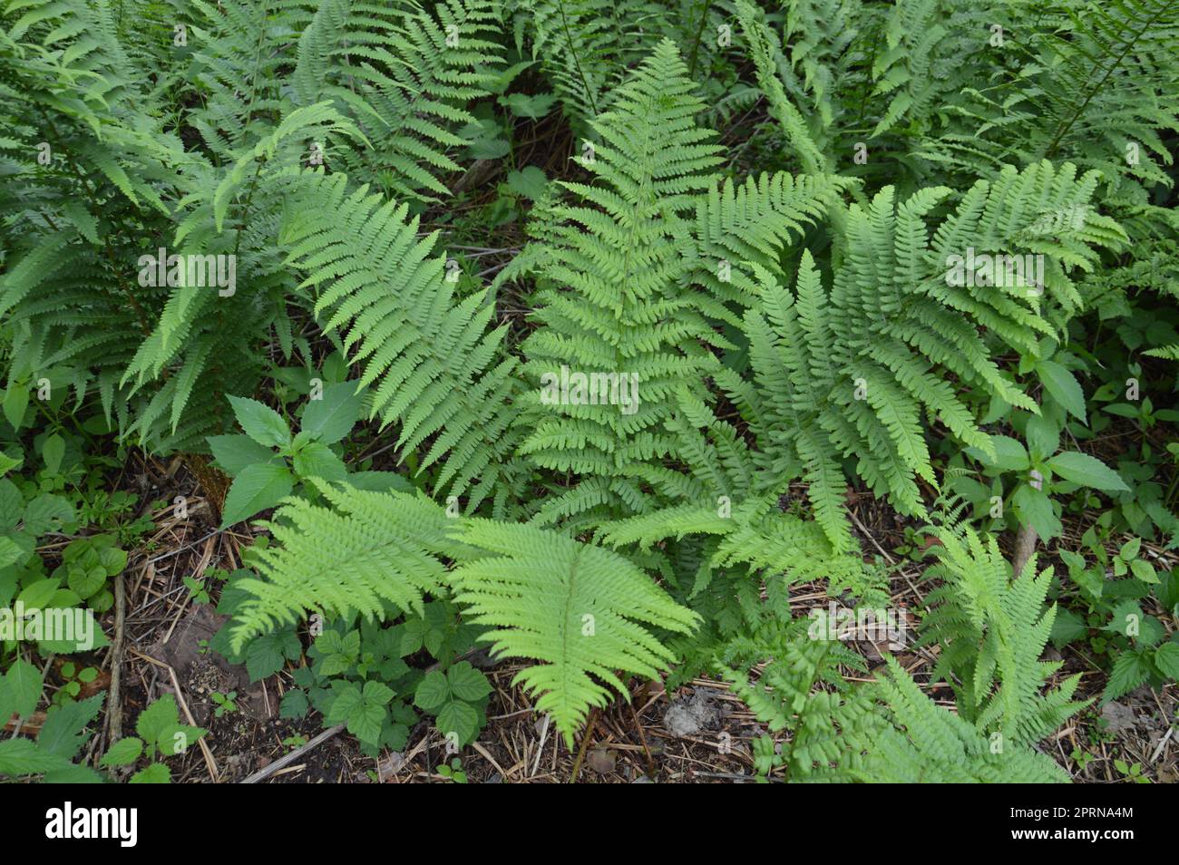 Forest plants and details of trees and the bushes Stock Photo - Alamy