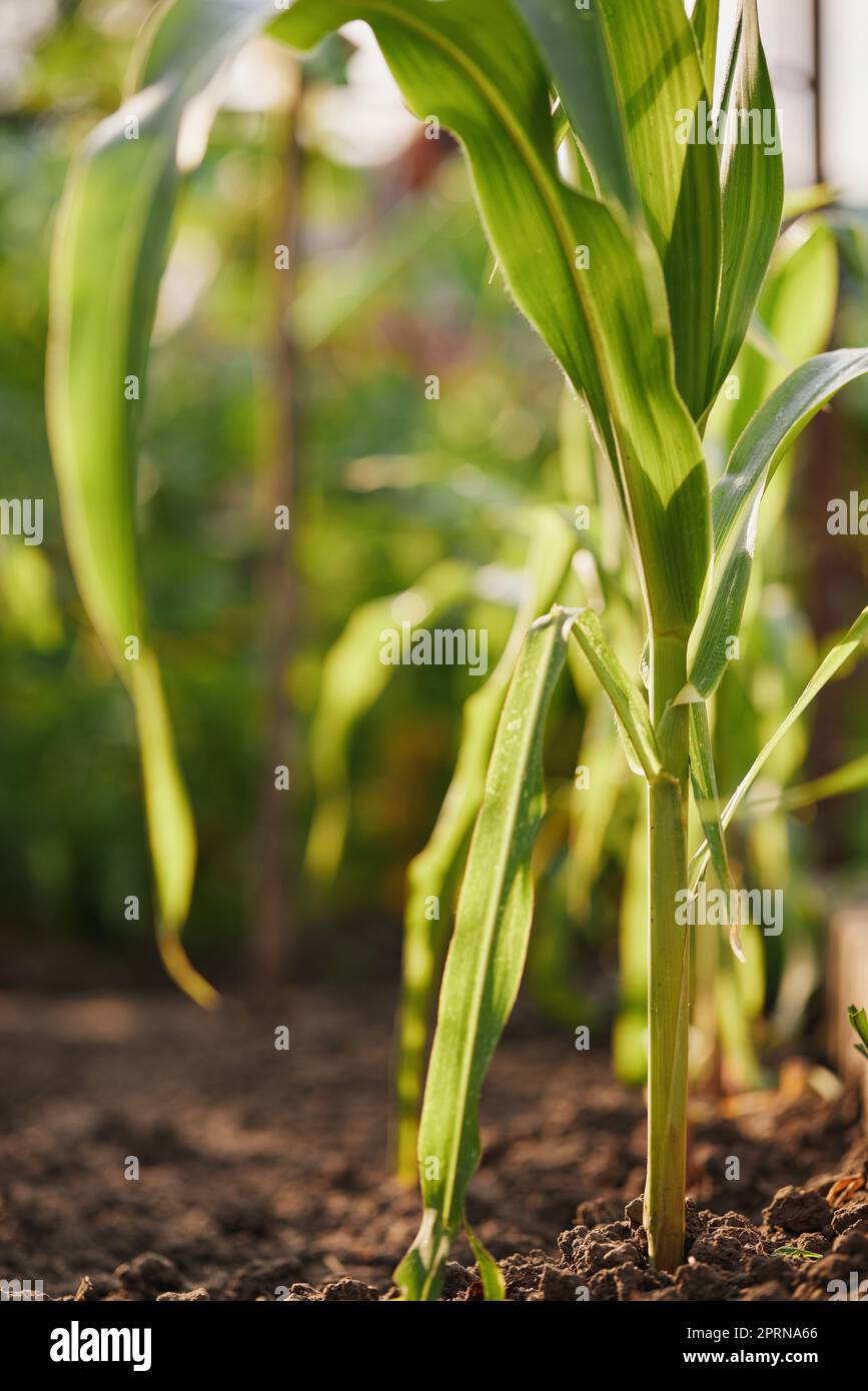 fresh green corn plant in the farm on the sunny day Stock Photo - Alamy