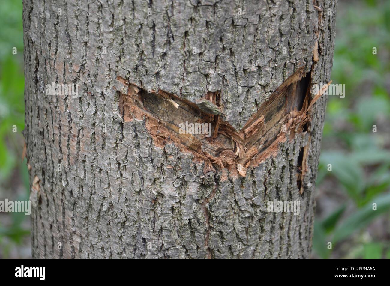 Collecting maple sap on a tree in a the forest Stock Photo - Alamy