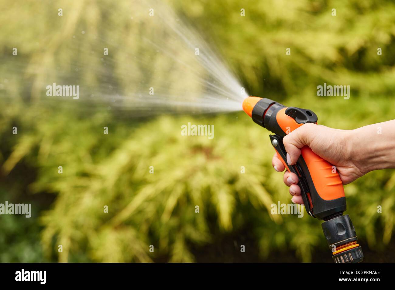 Hand holding water hose and watering plant in the garden in summer ...