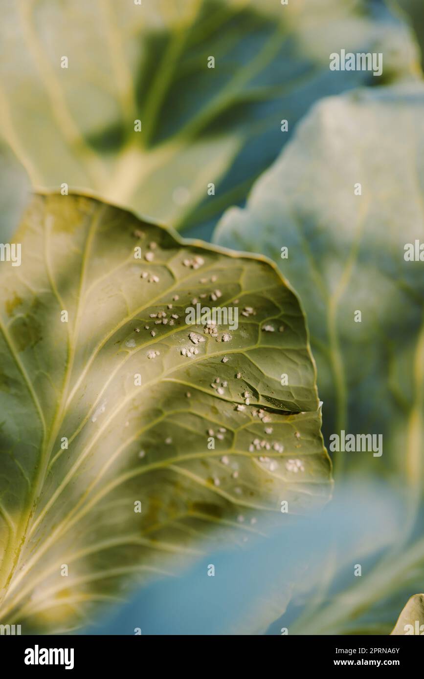 Whitefly Aleyrodes proletella on the cabbage leaf. agricultural pest ...