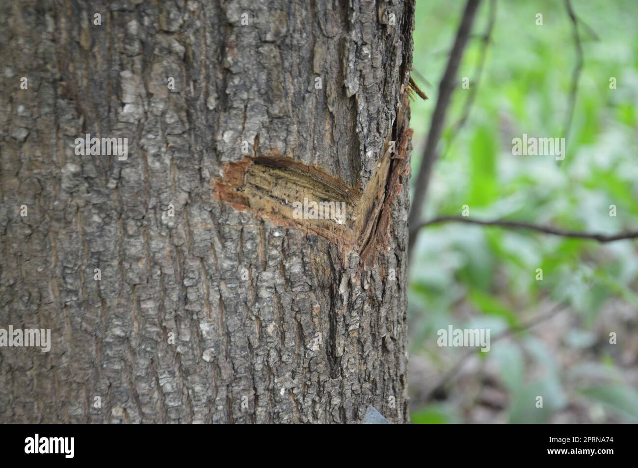 Collecting maple sap on a tree in a the forest Stock Photo - Alamy