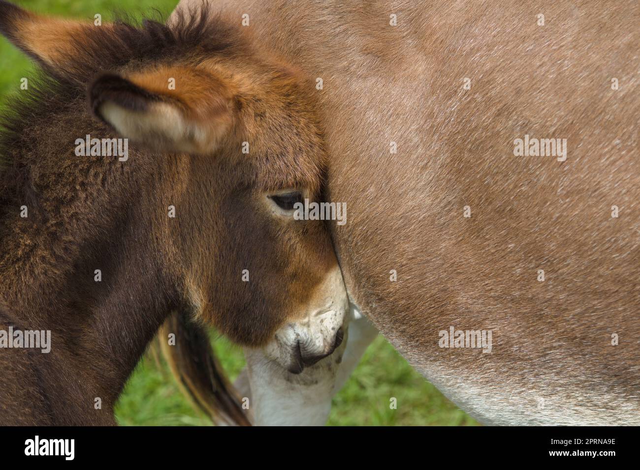 baby donkey farm animal jackass green meadow funny colt with mother big ...