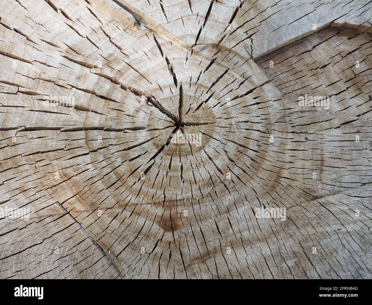 cross section of a tree trunk stump useful as a background Stock Photo ...