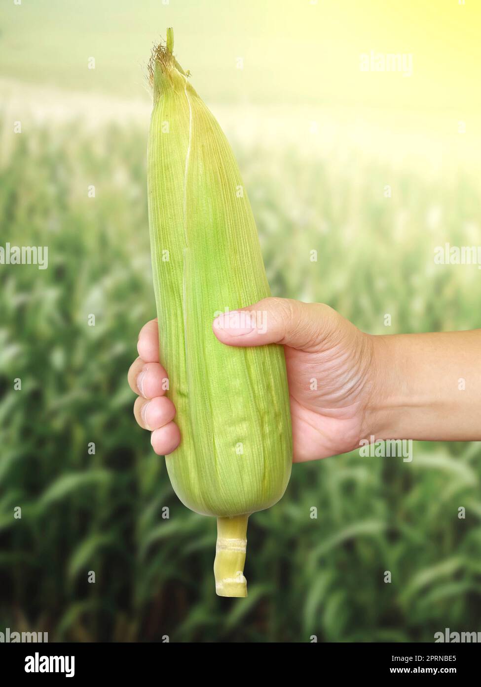 Corn cob in farmer hands while working on agricultural field Stock ...