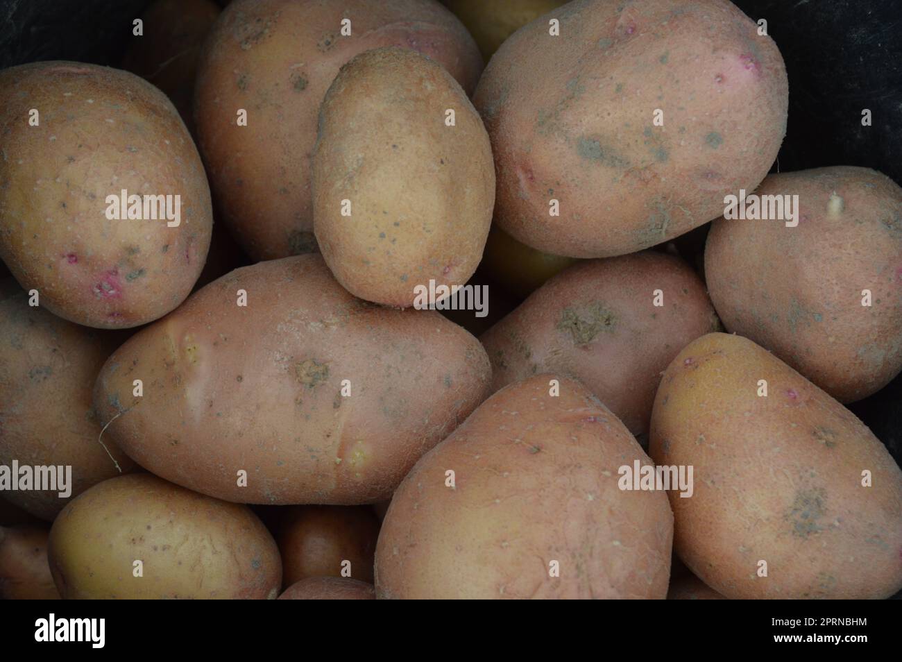 Spring potato harvest in the garden Stock Photo - Alamy