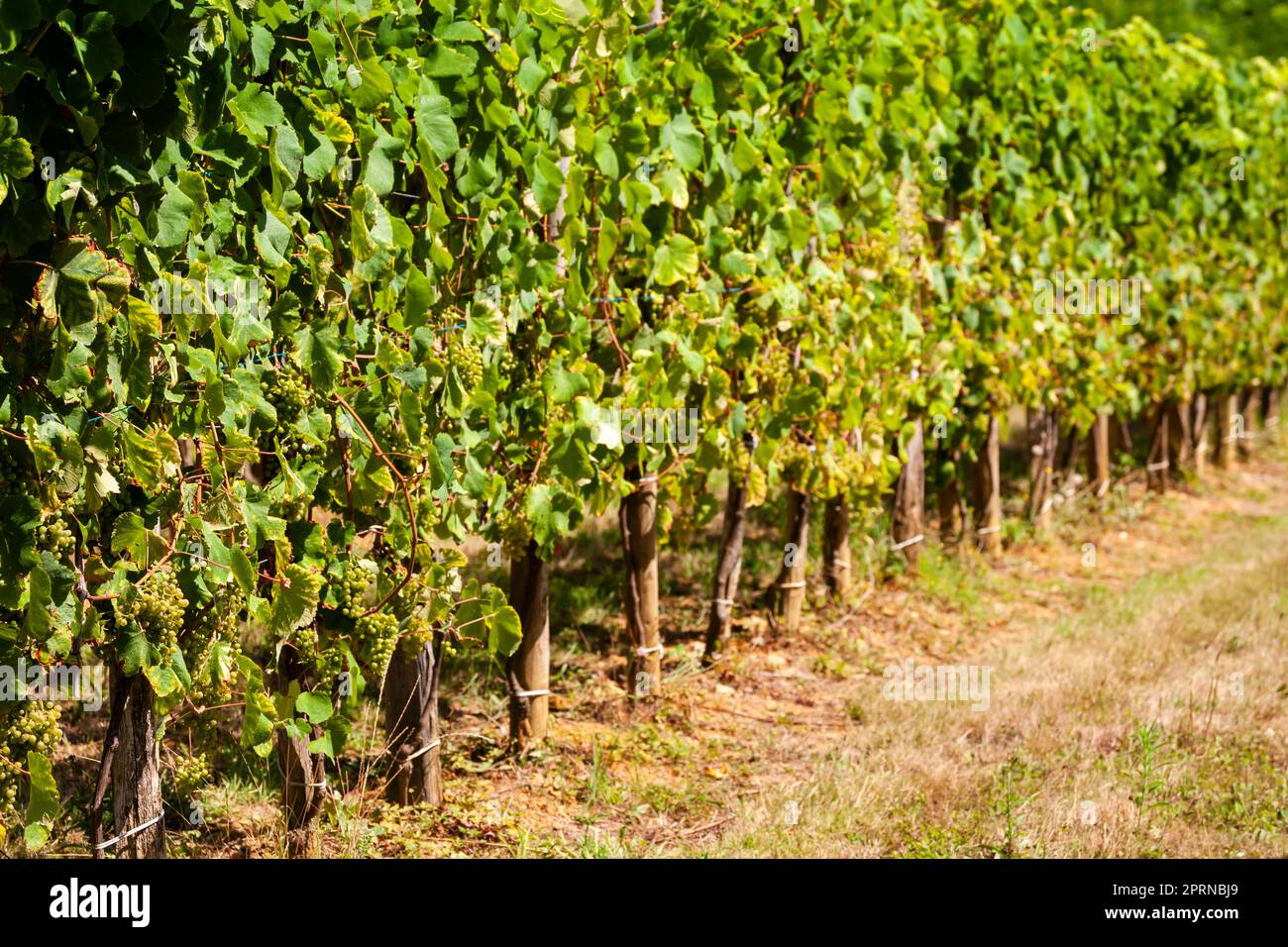 Jurancon hi-res stock photography and images - Alamy