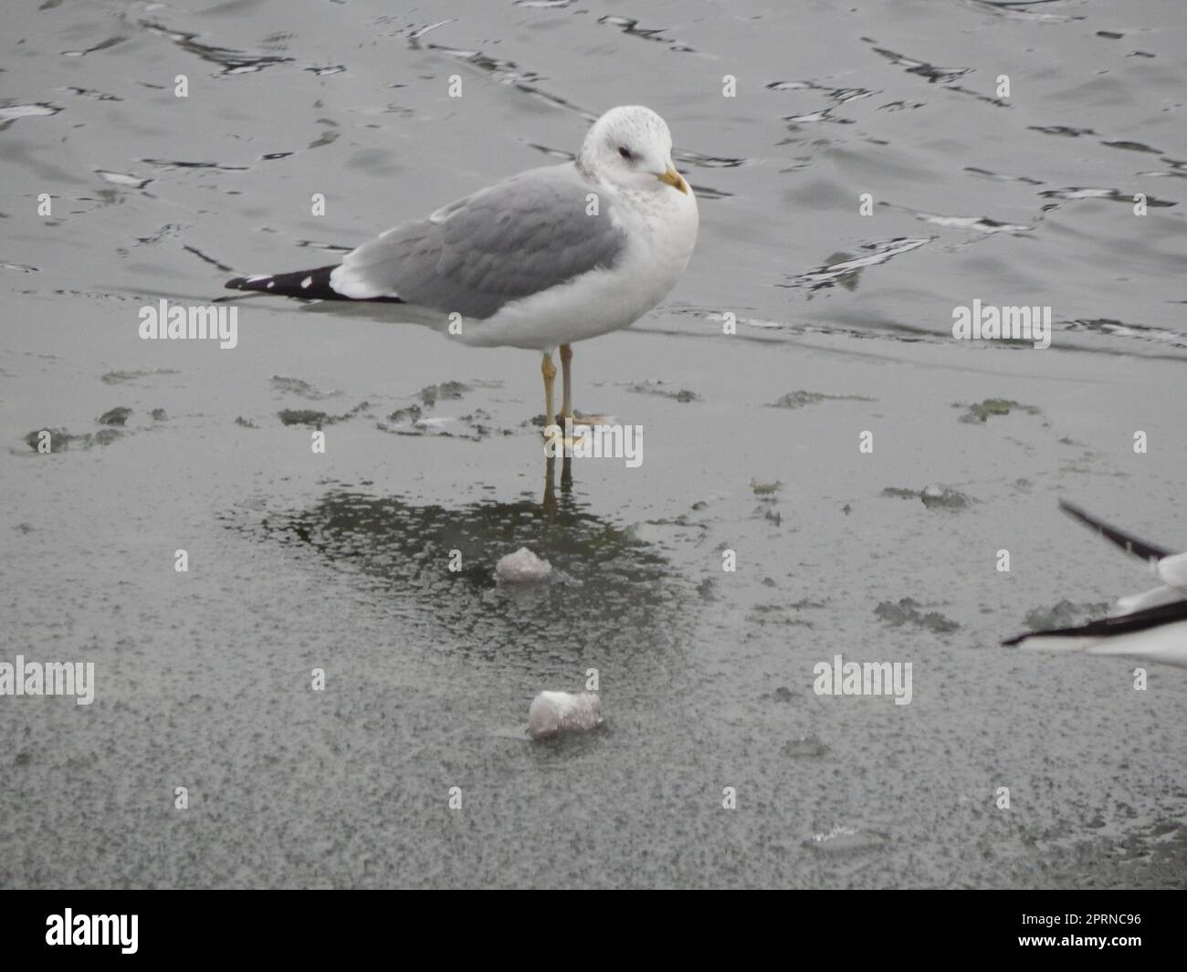 Winter bird on ice and snow on the river background and texture Stock ...