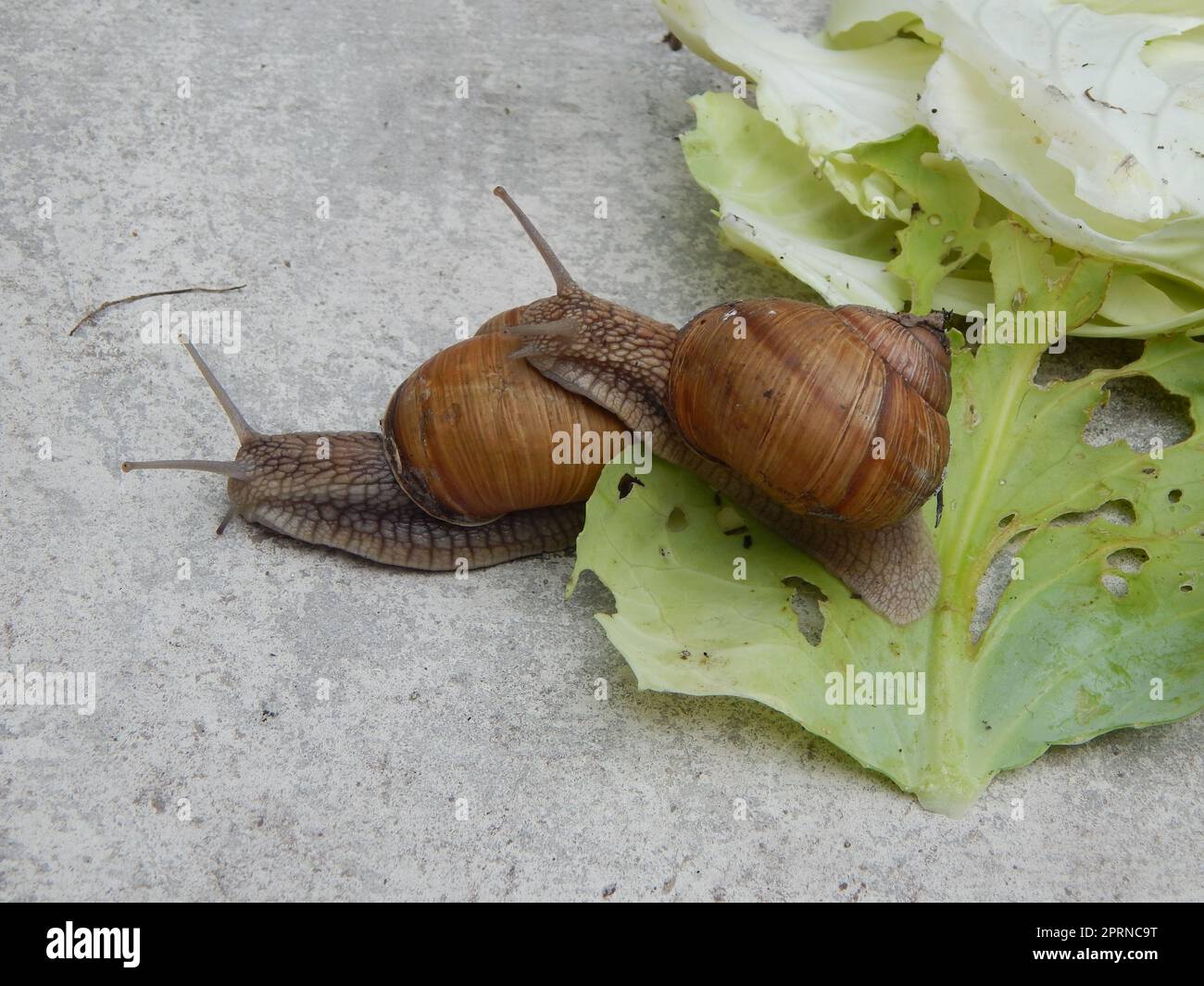 Snail crawling the green grass in garden Stock Photo - Alamy