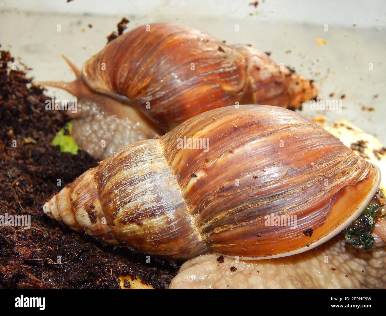 The breeding of large snails in the terrarium of the house Stock Photo ...