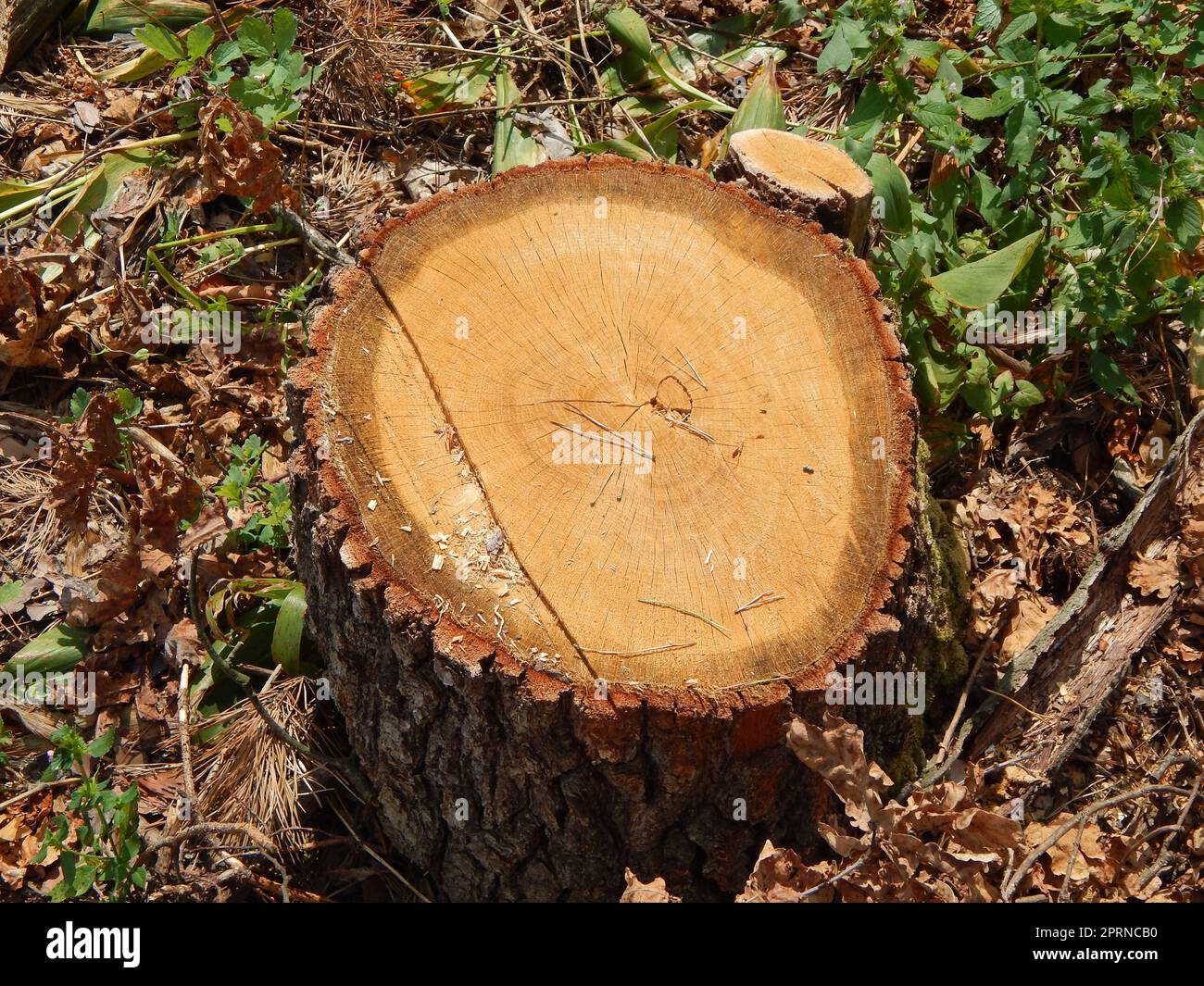 Wood texture timber tree felling Stock Photo - Alamy