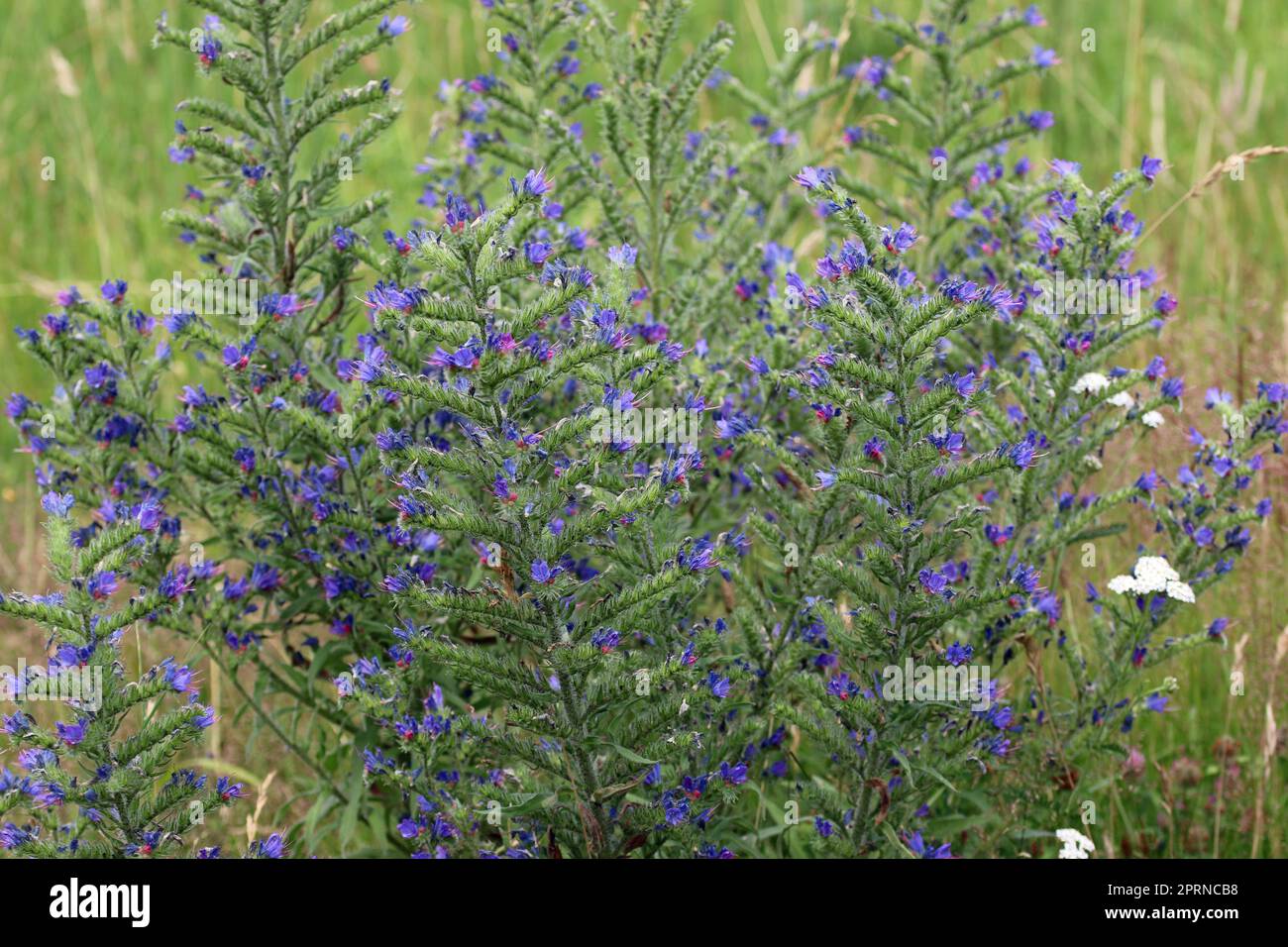 Blue vipers bugloss, Echium vulgare, flower spikes with a blurred ...