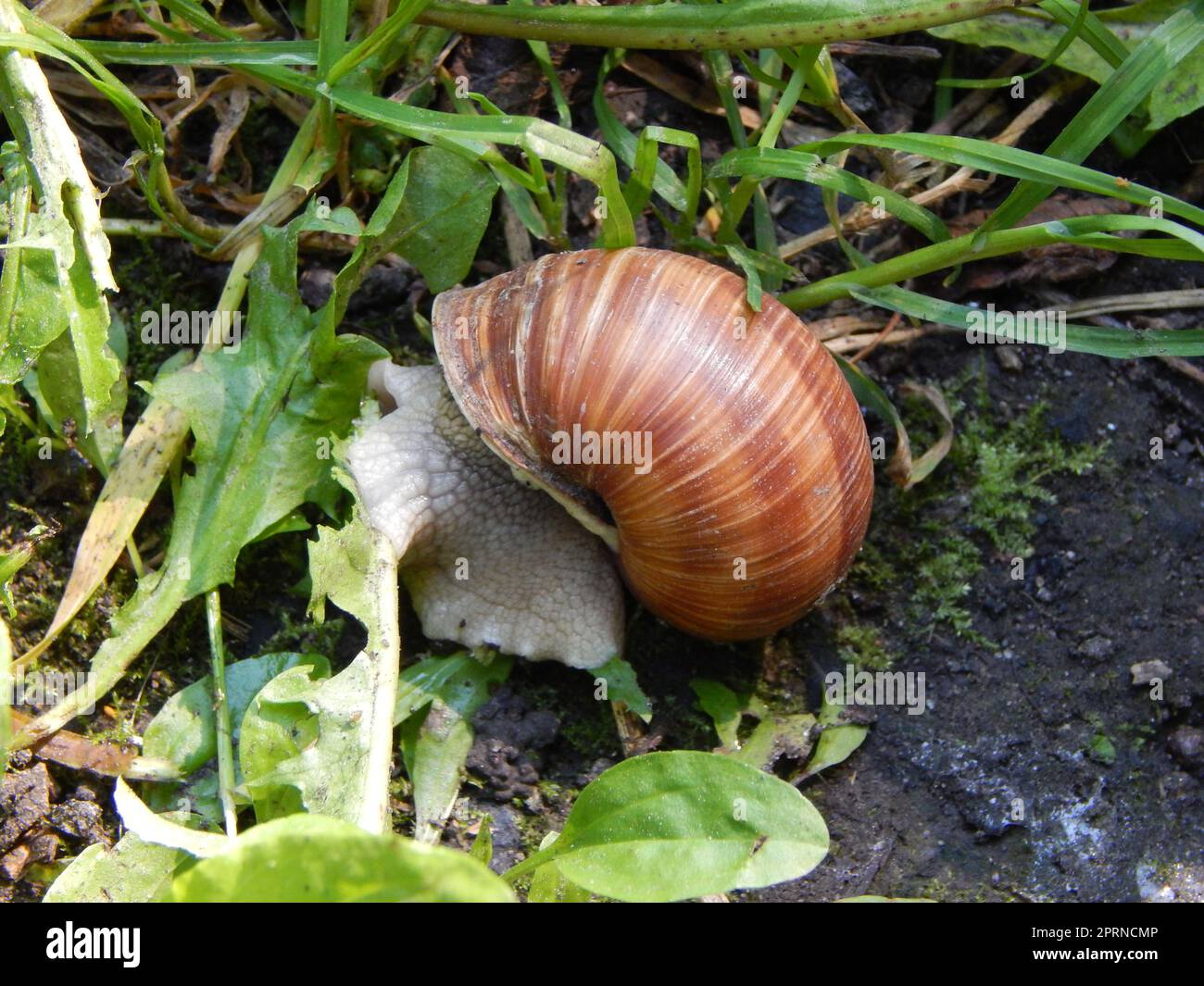 Insects on hand in the village Stock Photo - Alamy