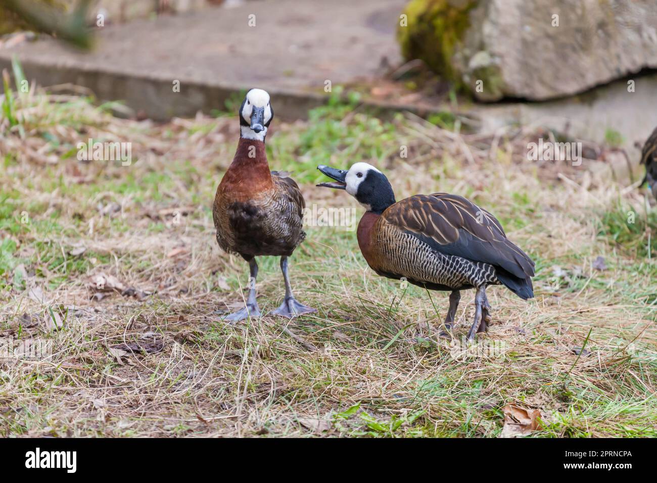 Zoo jihlava hi-res stock photography and images - Alamy