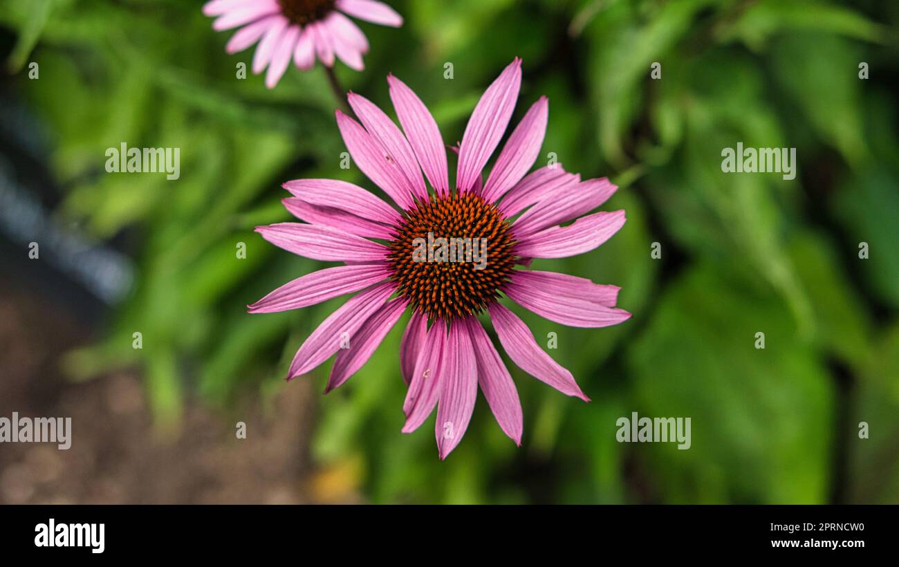 close up of a blossom of a beautiful flower. detailed single shot ...